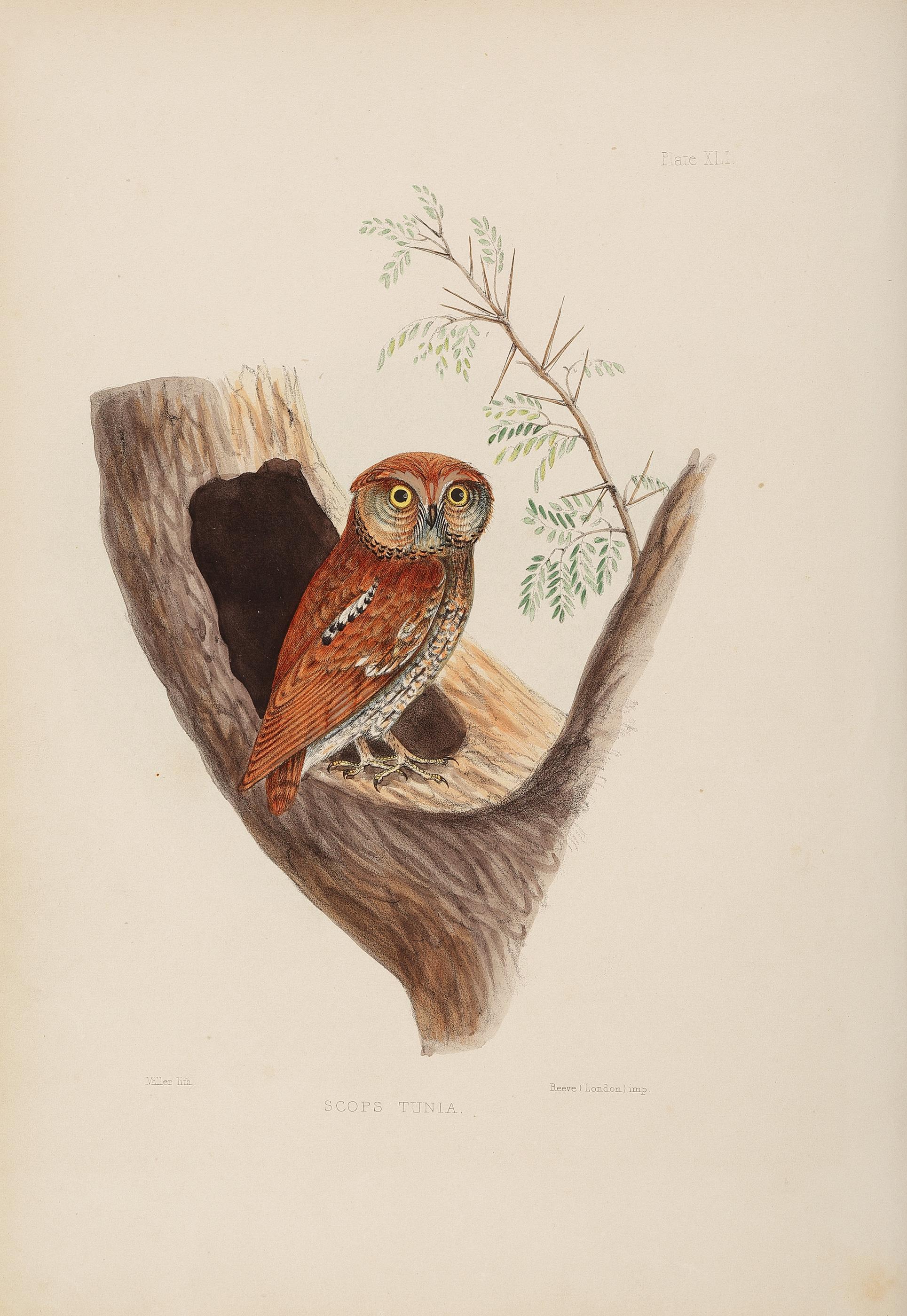 Antiquarian Books Auction -Jan 15-16, 2020 -Lot 52 -Thomas C Jerdon